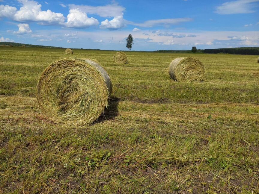 Продам сено в рулонах