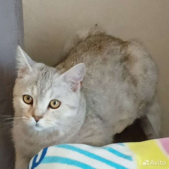 Шатланский кот