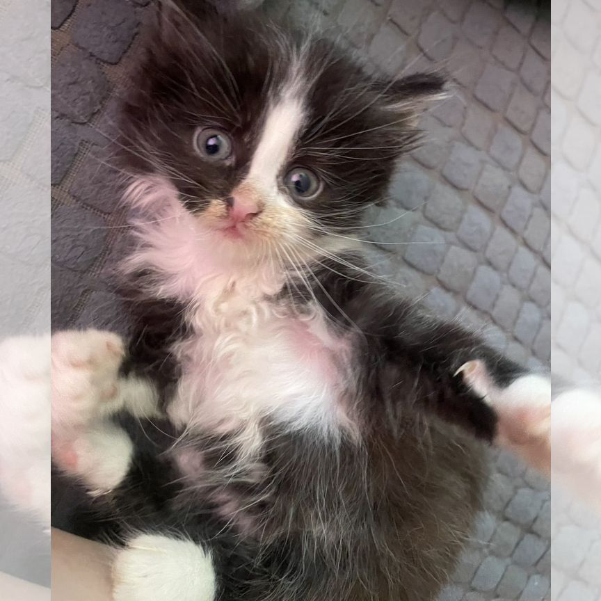 Котята