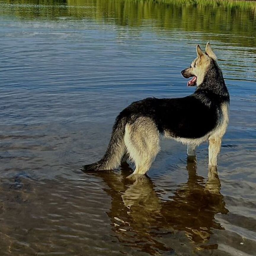 Восточноевропейская овчарка, взрослый пёс