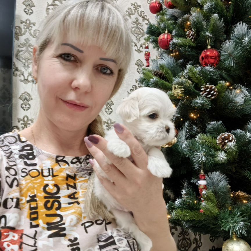 Мальтезе мальчик Корея