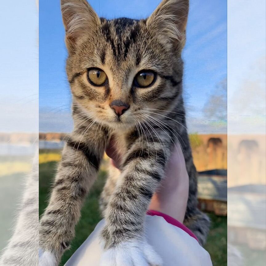 Котёнок в добрые руки
