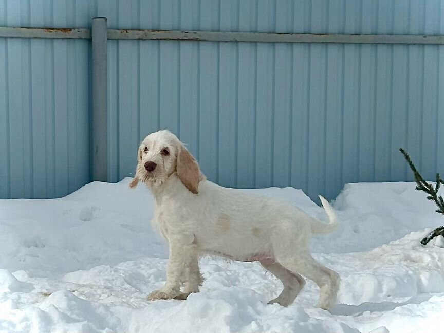 Спиноне Итальянский щенки от супер родителей