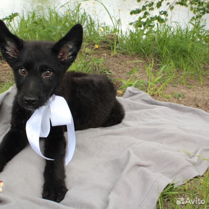 Щенята овчарята в добрые руки