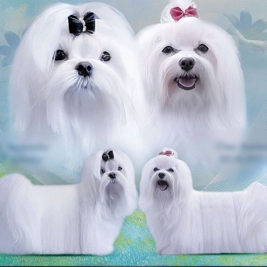 Мини мальтезе Крови Винс Стаил- Санн Де Лион