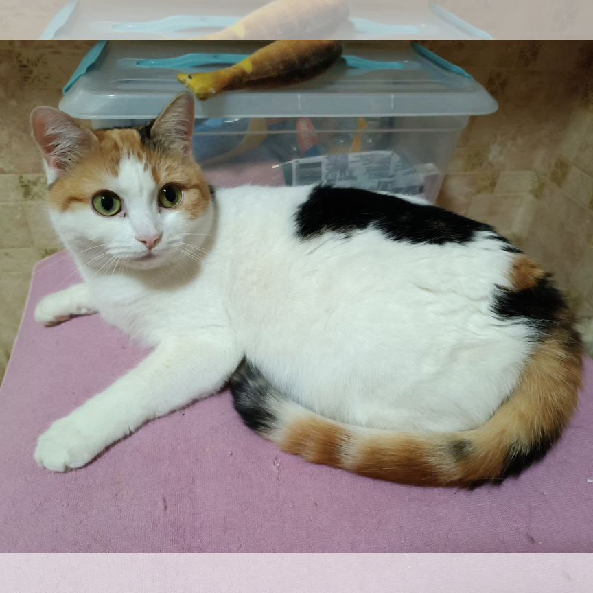 Взрослая кошка в добрые руки