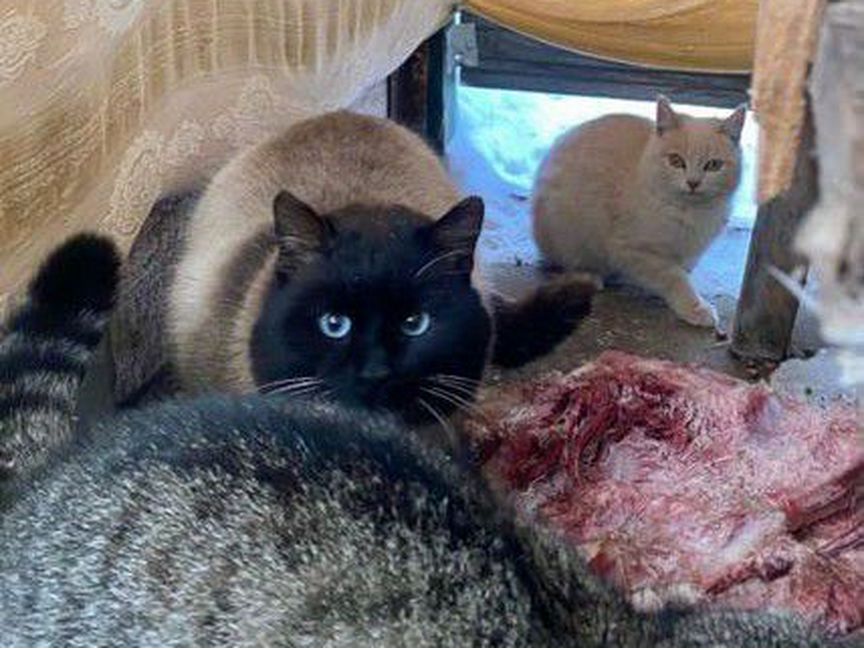 Котики и кошки в добрые руки