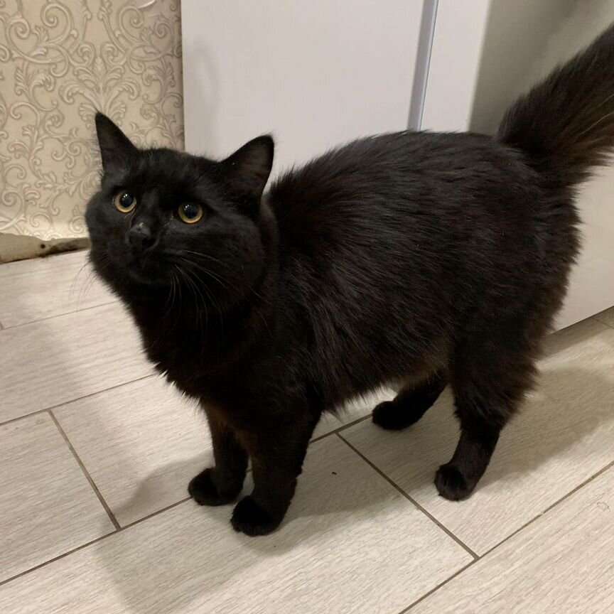 Котик в добрые руки