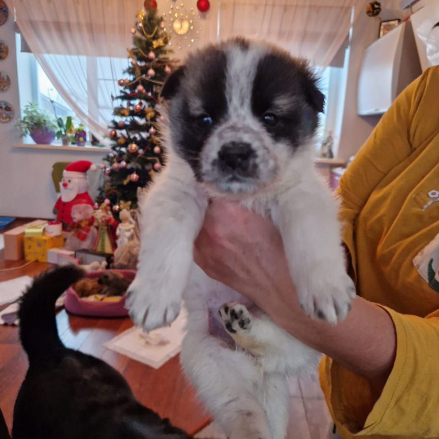 Серьезная охрана 1 мес