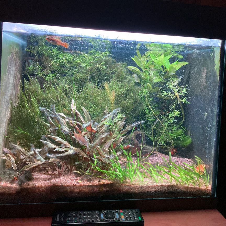 Аквариум с рыбками и растениями
