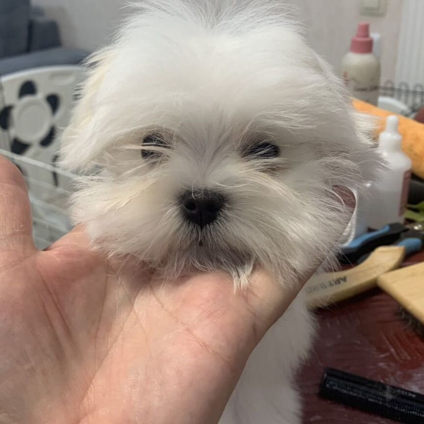 Мальтийская болонка, щенок