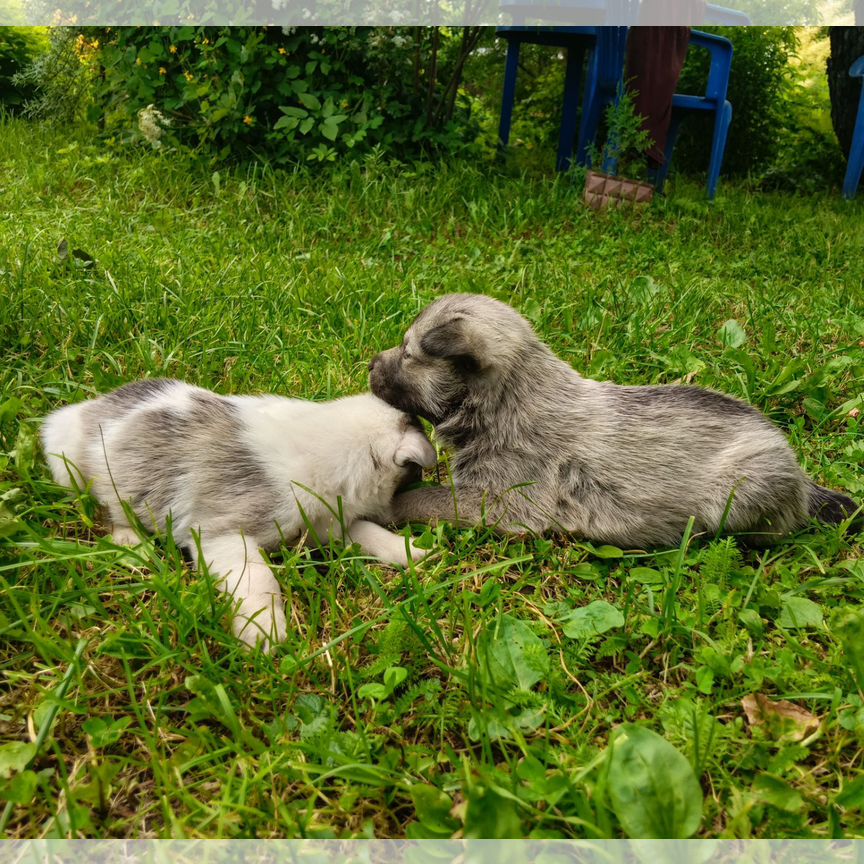Западно Сибирская лайка