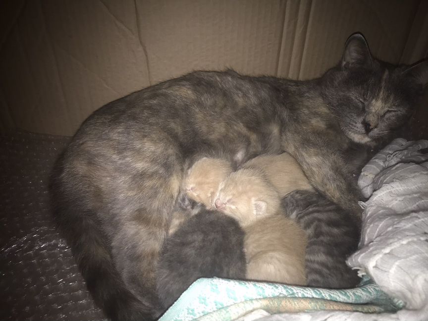 Котята крысоловы