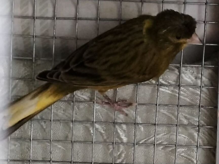 Продам кенаров