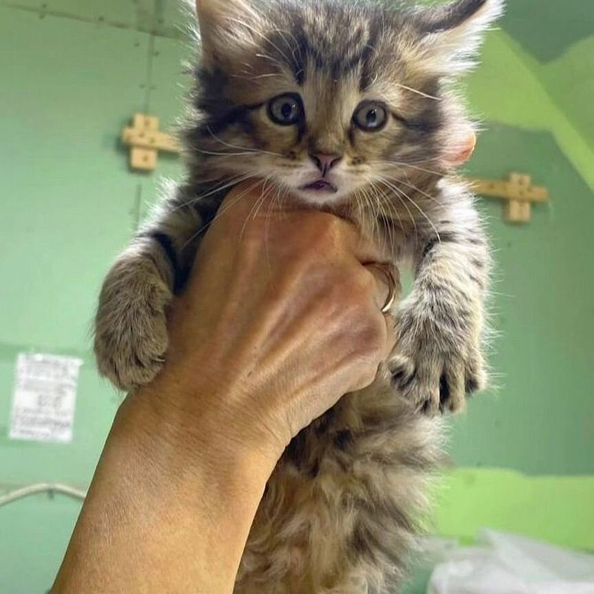 Котята