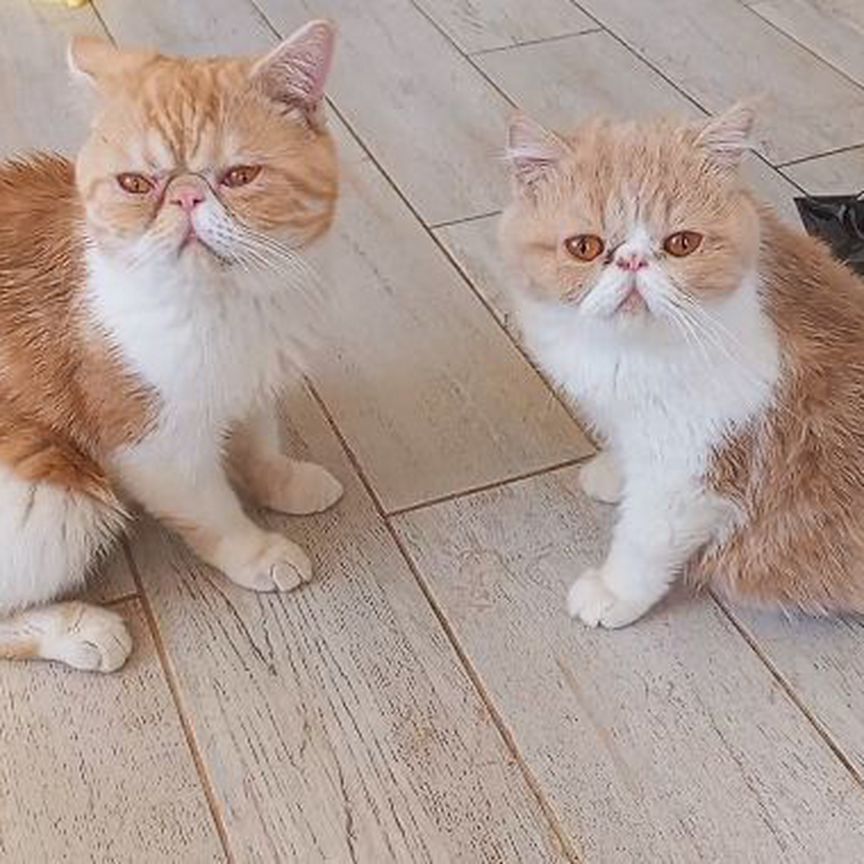 Молодой красивый жених