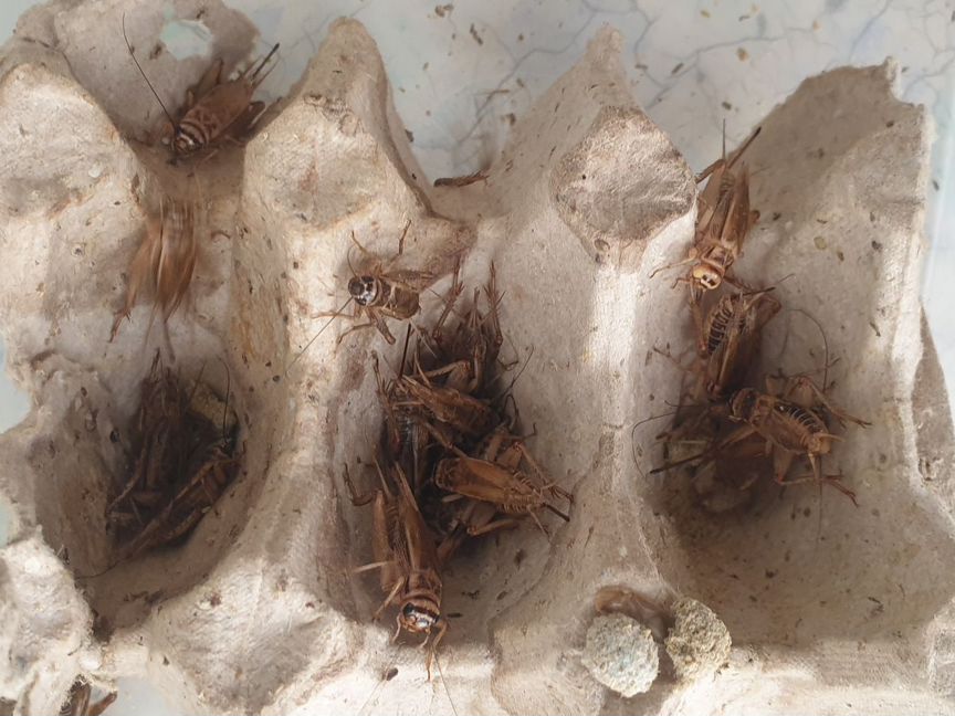 Сверчки живые кормовые крупные, 15 шт