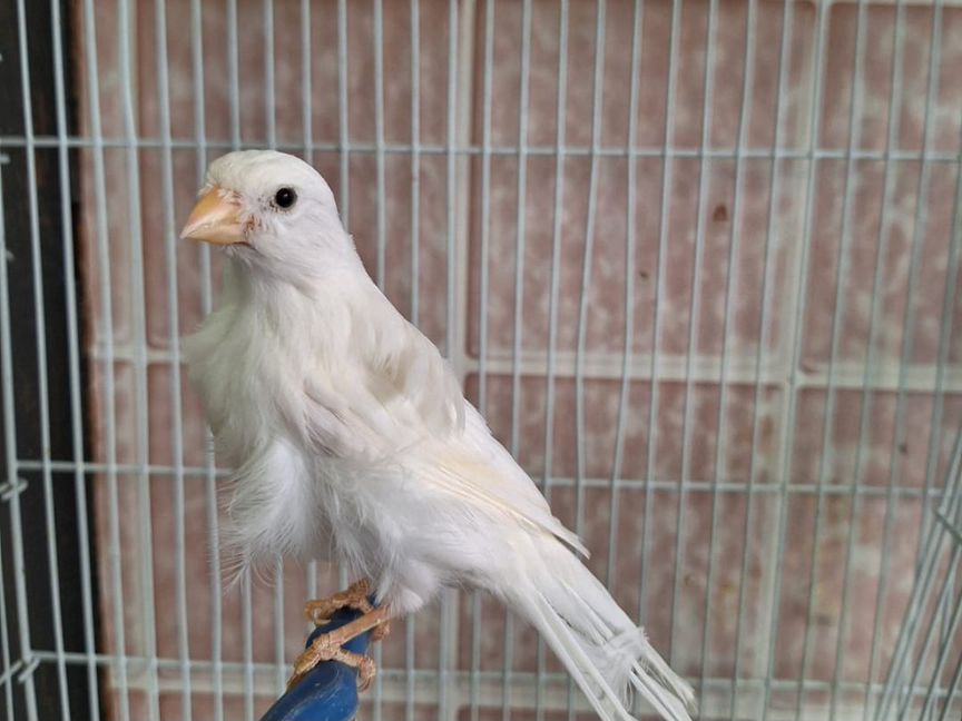 Кенара и канарейки