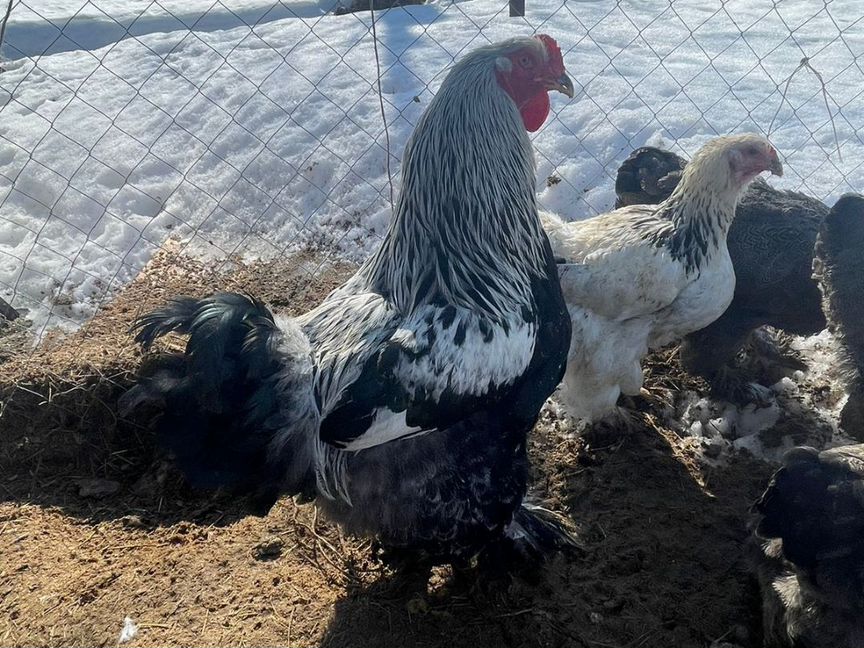 Куры и петухи брама