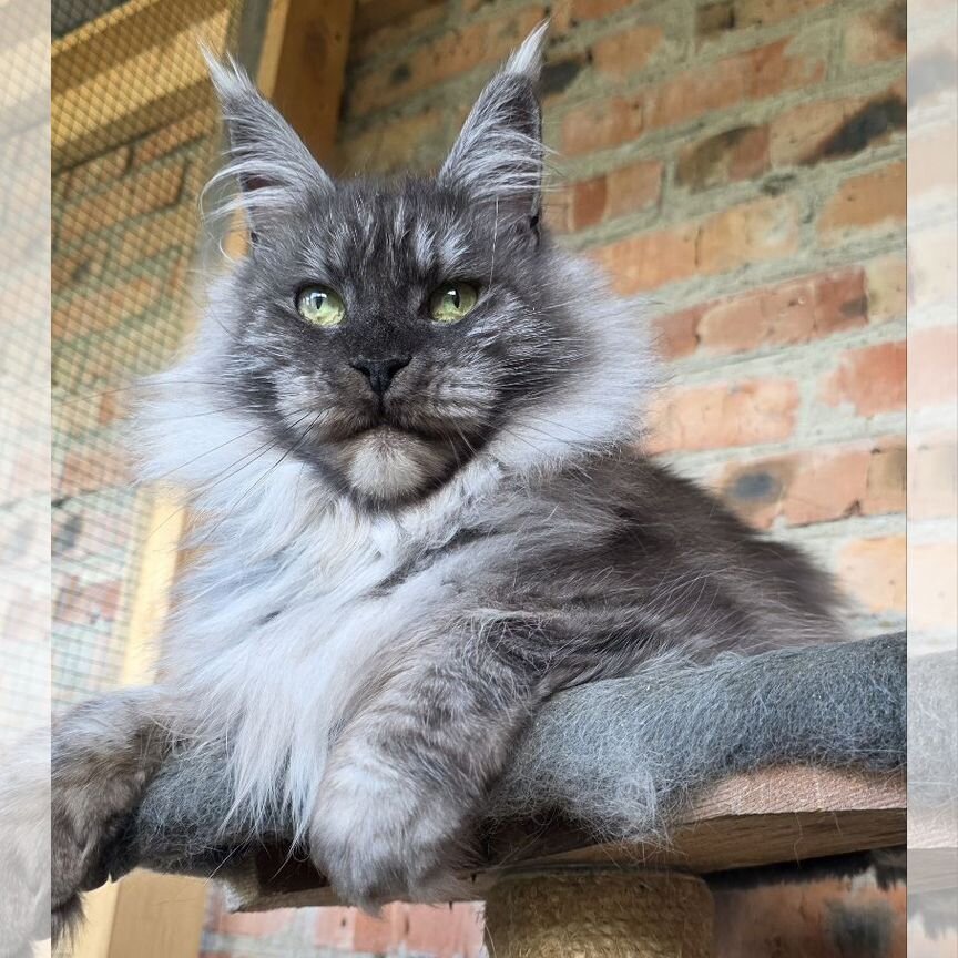 Мейн-кун, взрослая кошка