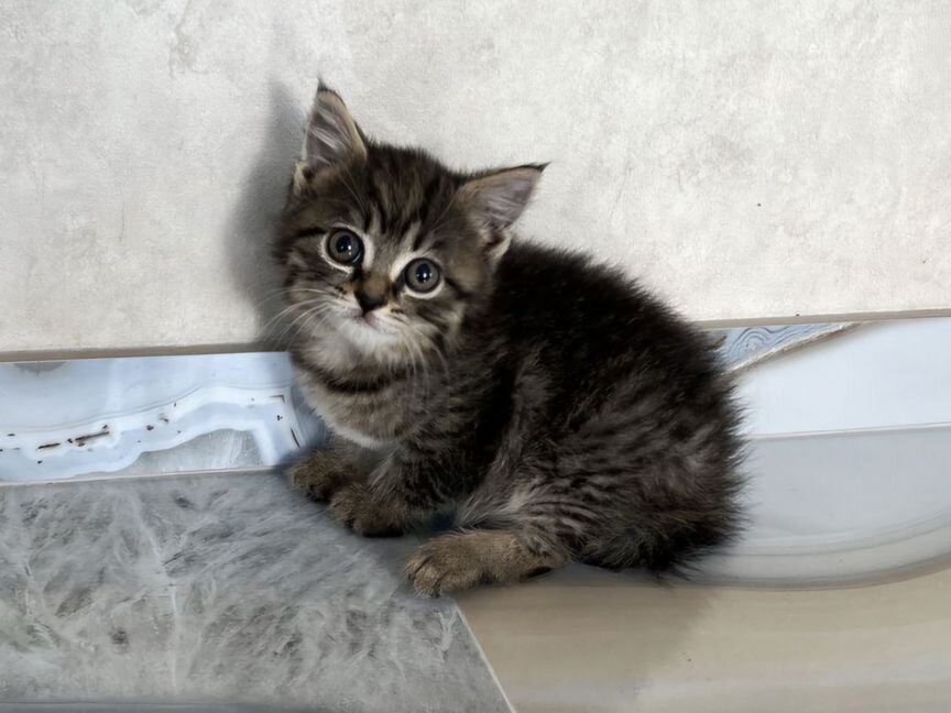 Котёнок (кошка)