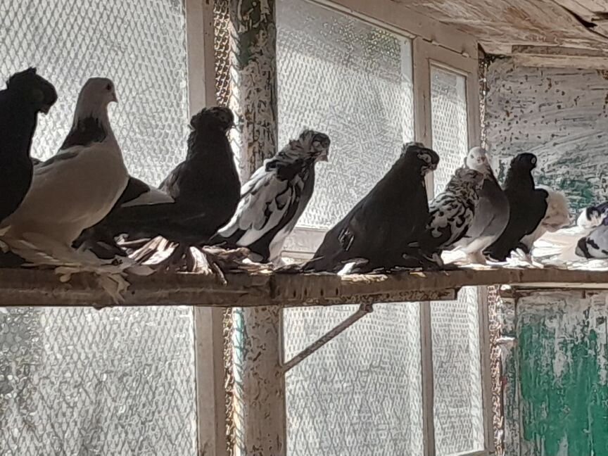 Продажа голубей оптом