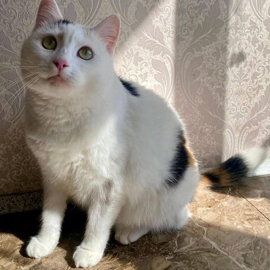 Кошечка очень милая