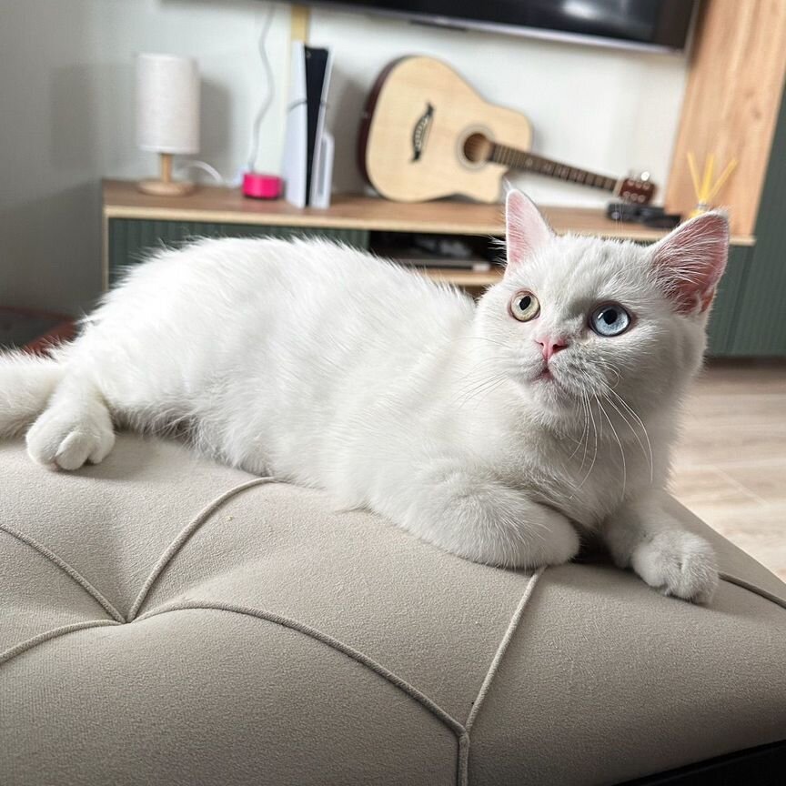 Разноглазый котик