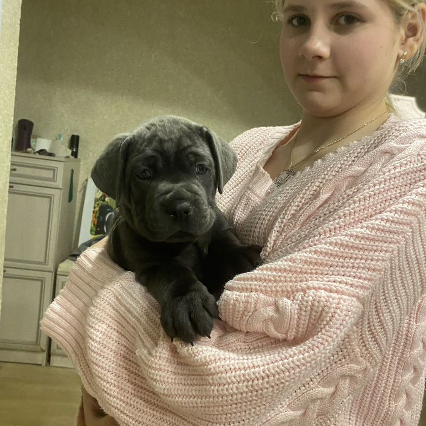 Кане корсо мальчики и девочки резервирование