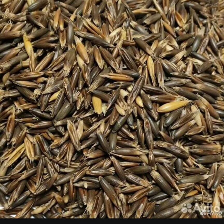 Овёс Чёрный