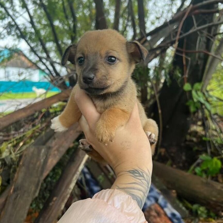 Щеночки в добрые руки