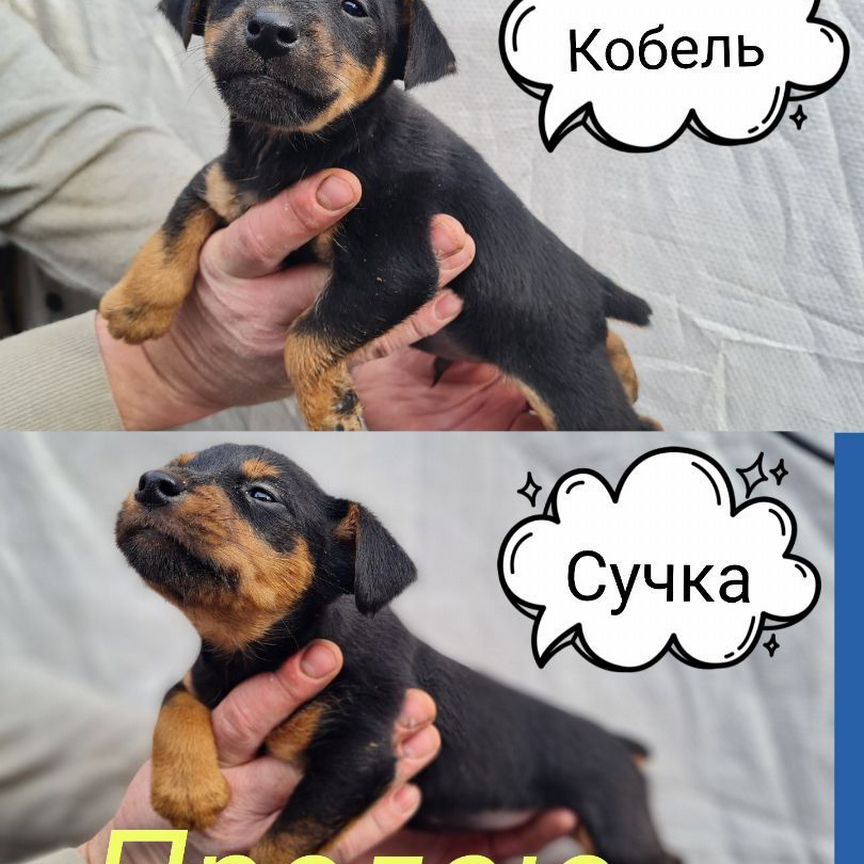 Щенки ягдтерьера