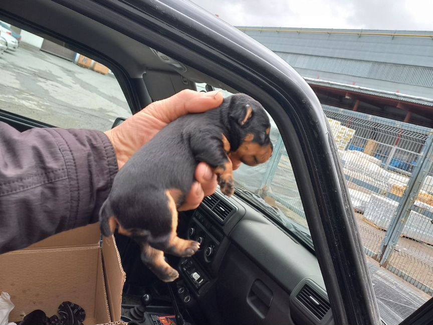 Щенки Ягдтерьера