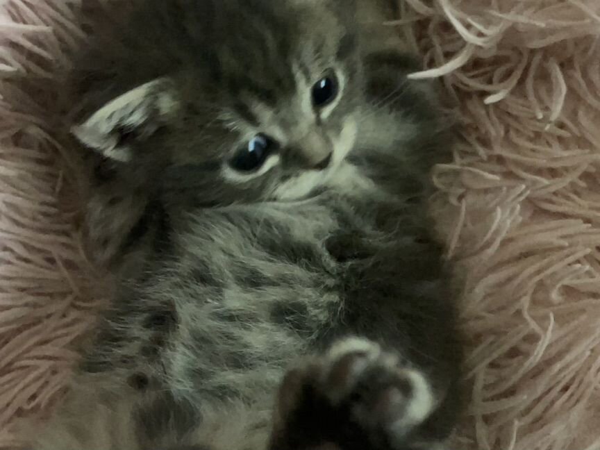 Шотладские котята