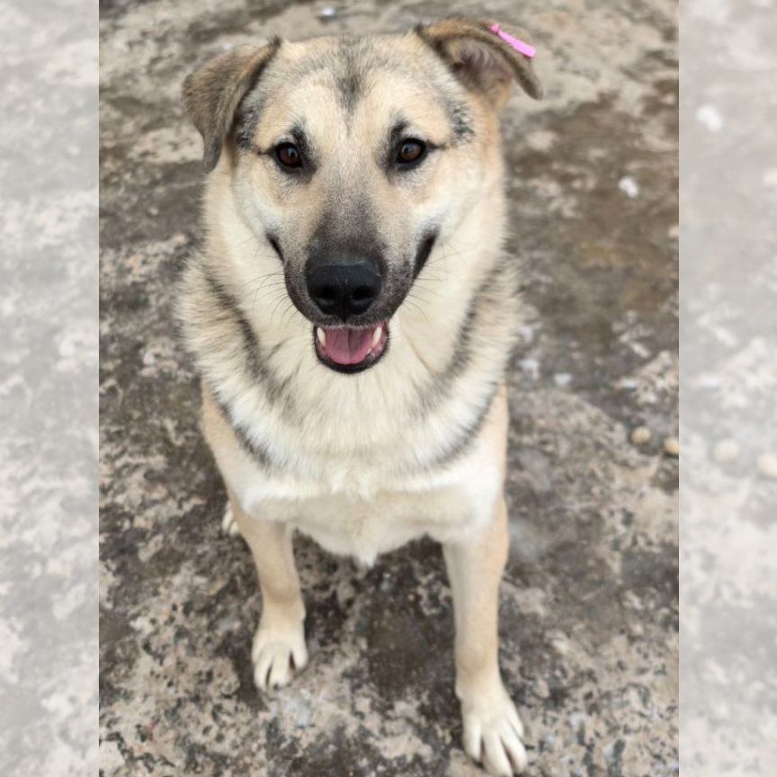 Взрослый пёс в добрые руки