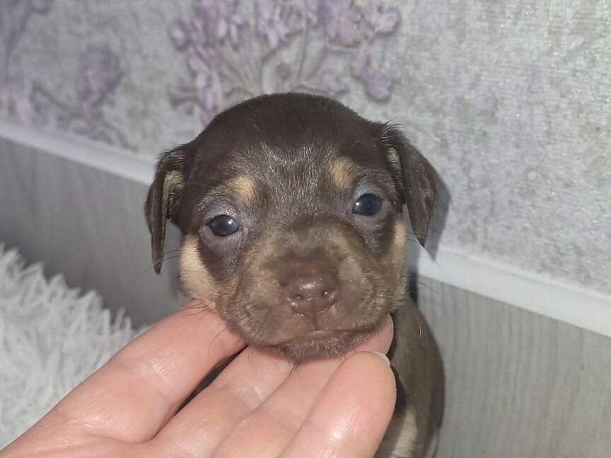 Мини той-терьер щенки