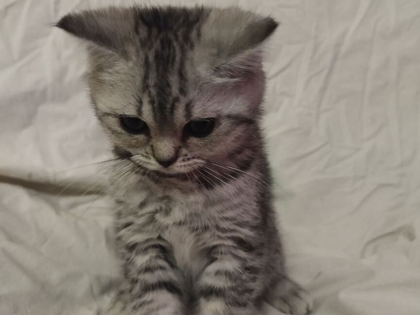Шотландские котята