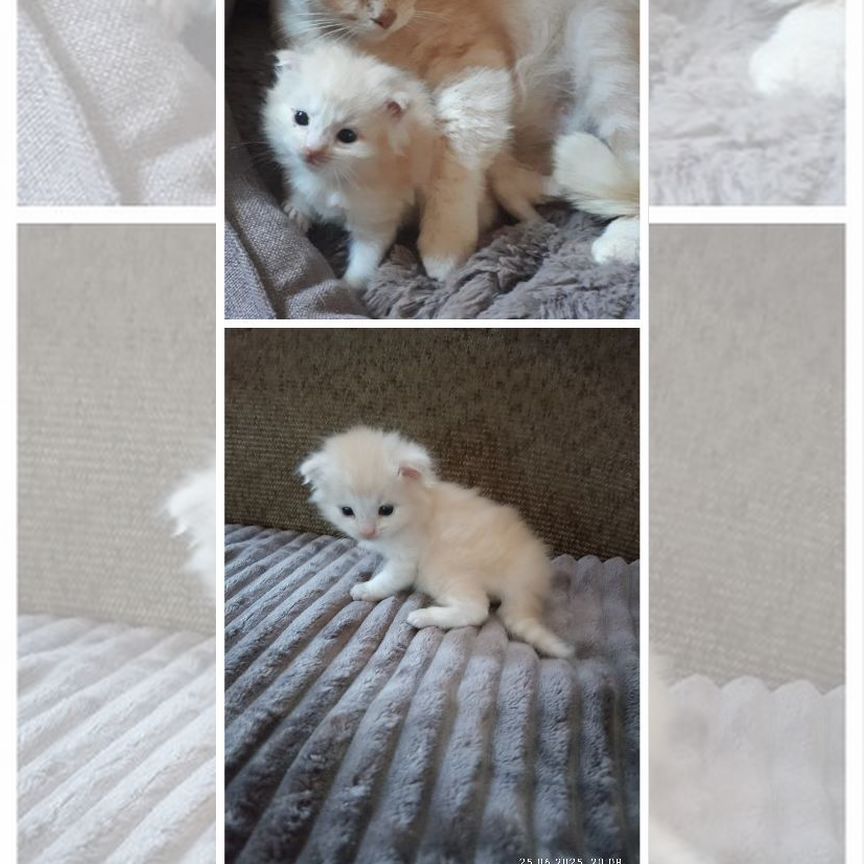 Котята в добрые руки бесплатно мальчик