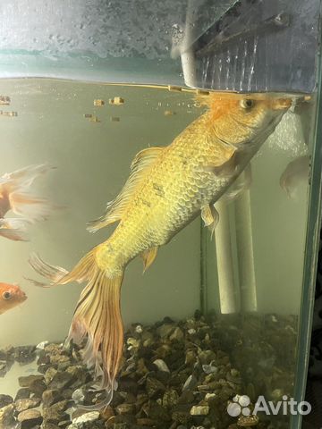 Аквариум 600 литров с карпами кои