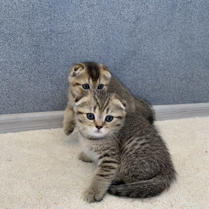 Котята золотая шиншилла