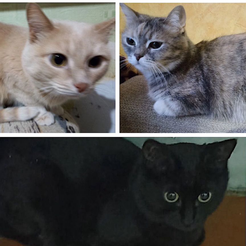 Взрослая кошка в добрые руки