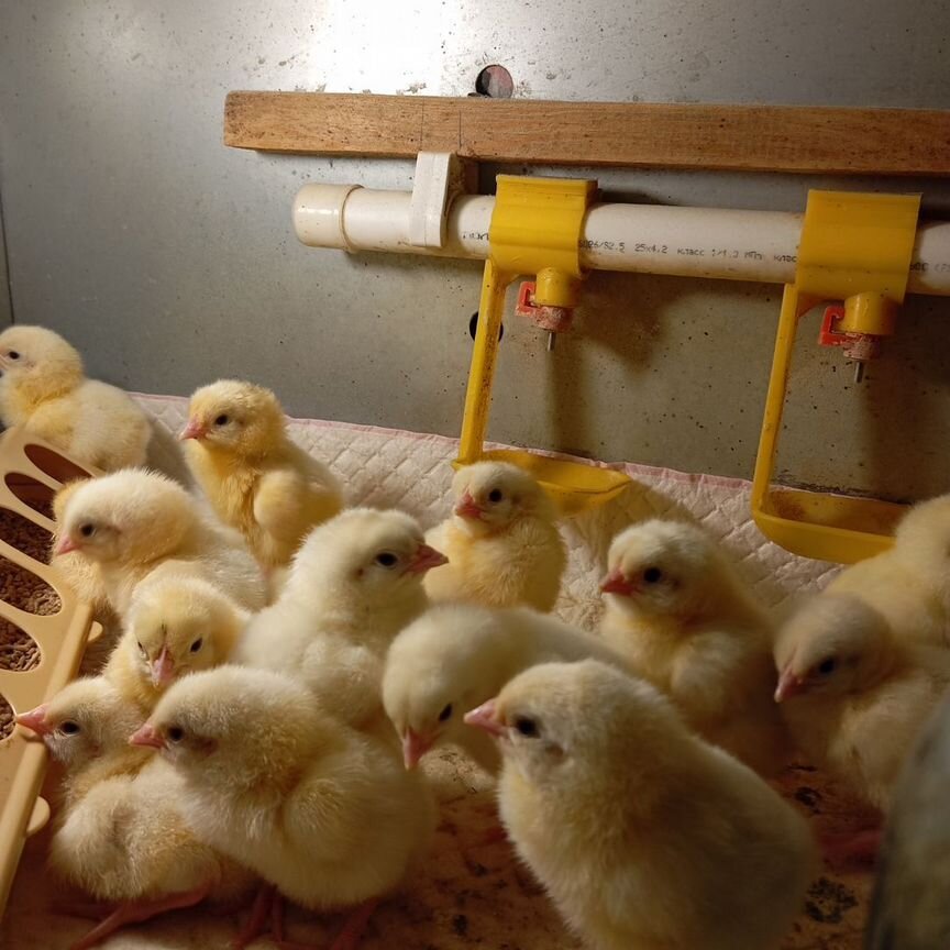 Цыплята бройлеры