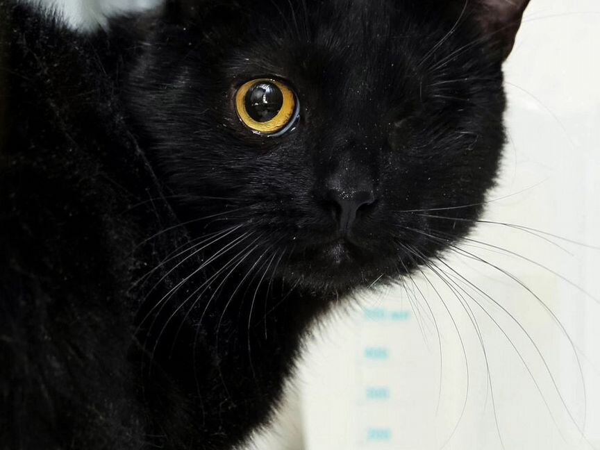 Котик,около года