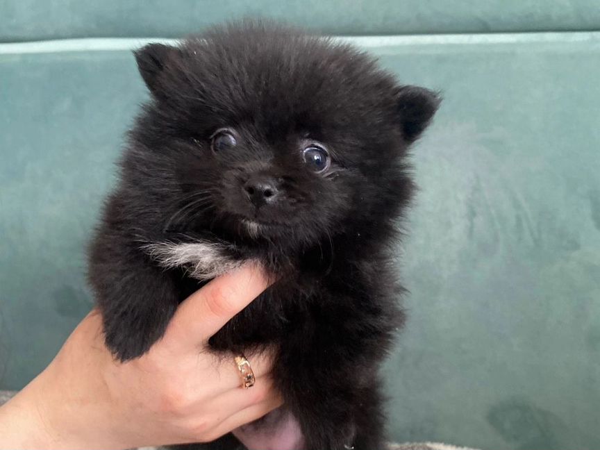 Щенки шпица мини