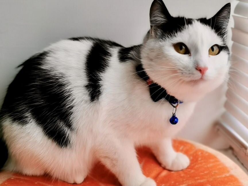 Котик из приюта