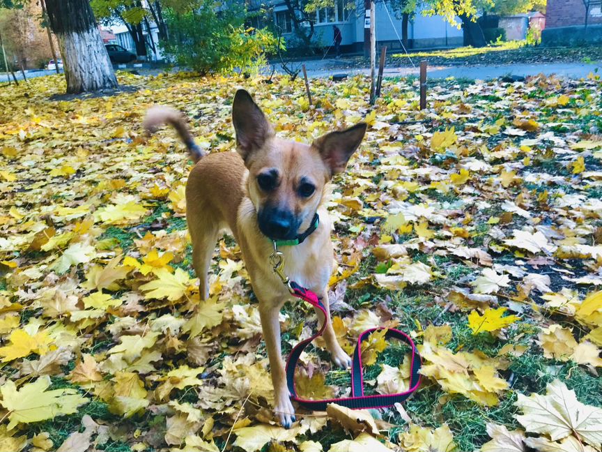 Собачка-лисичка в добрые руки