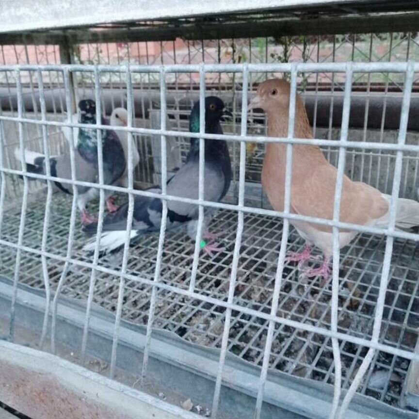 Замашные голуби