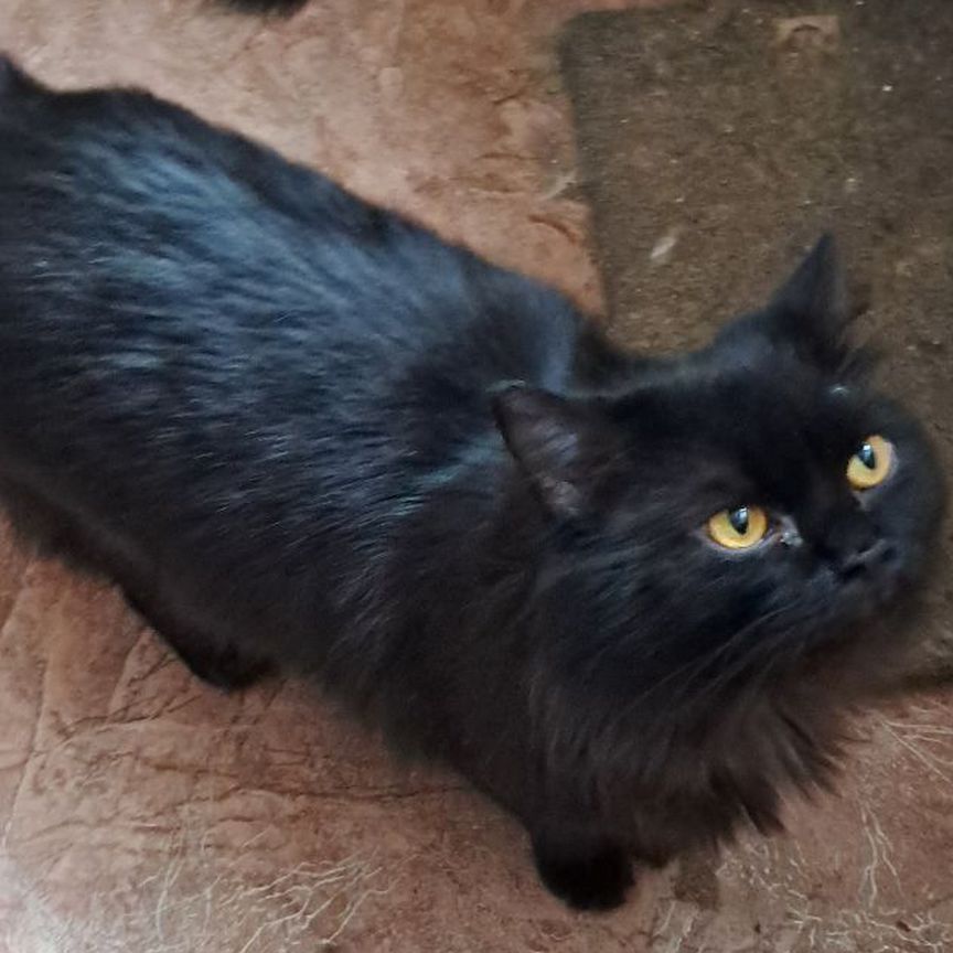Кот