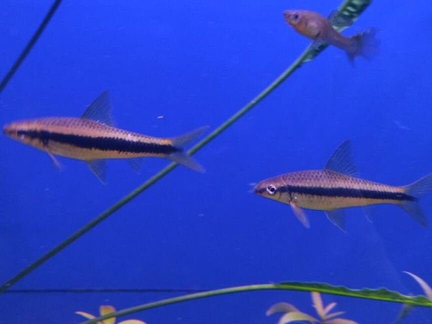 Сиамские водрослиеды