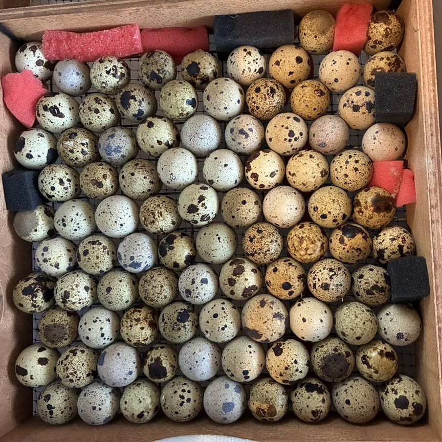 Инкубационные яйца эстонских перепелов, скрещенных